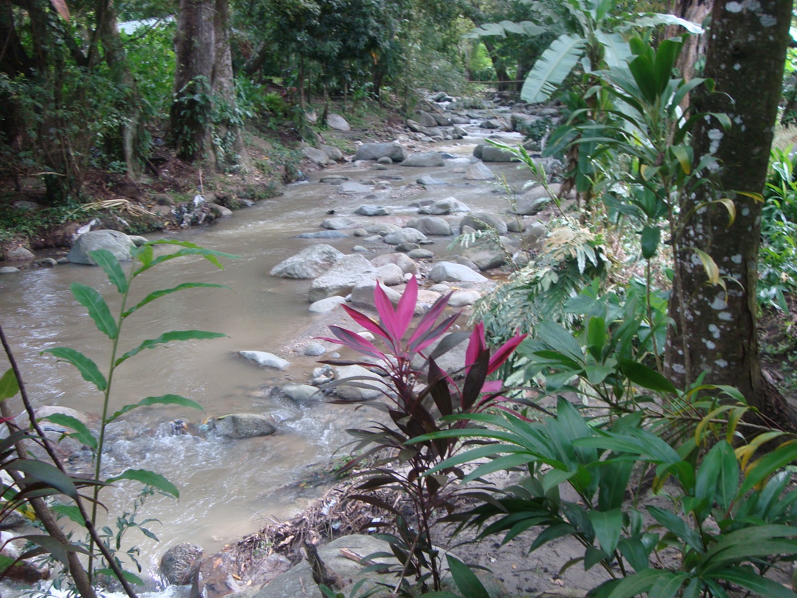 Santa Marta, Ciudad Mágica: BACHICHA