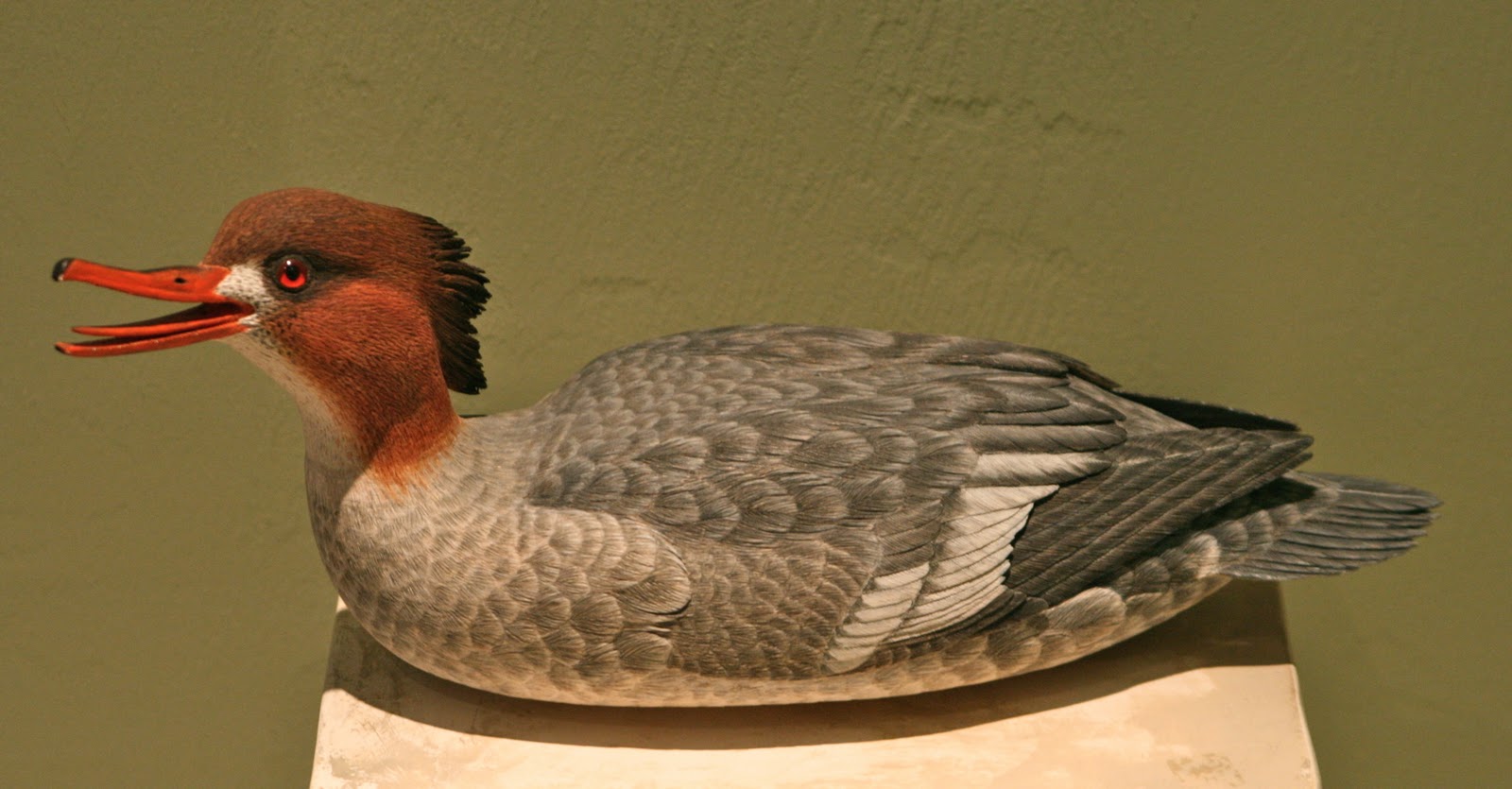 Duck Season: DIVING DUCKS