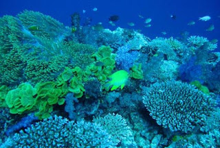 南太平洋旅行専門店 スタッフブログ・BULA VINAKA☆: フィジーを潜ろう！