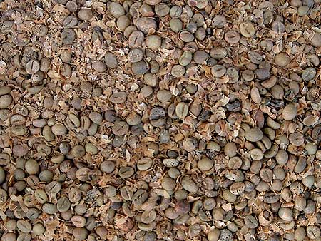 Kopi Luwak??...Kopi Taik Musang?? | Suhaib Ar-Rumi.......