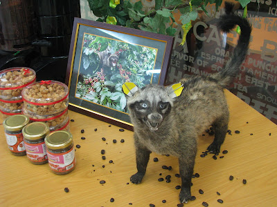 Kopi Luwak??...Kopi Taik Musang?? | Suhaib Ar-Rumi.......