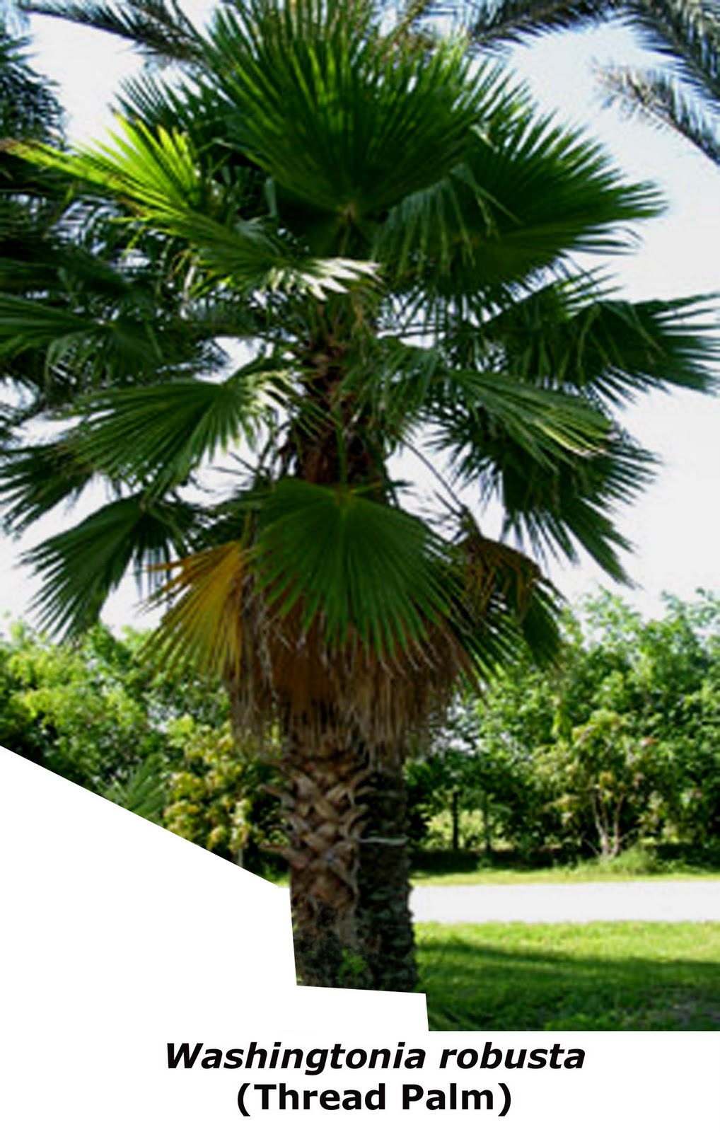 buildfun: PALM-Washingtonia Filifera