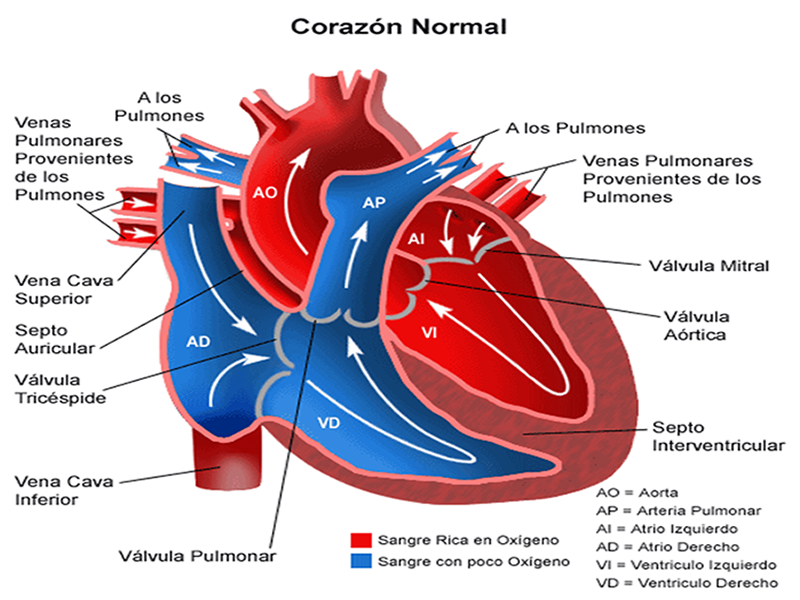 CUIDADOS ADECUADOS PARA EL CORAZON: EL CORAZÓN