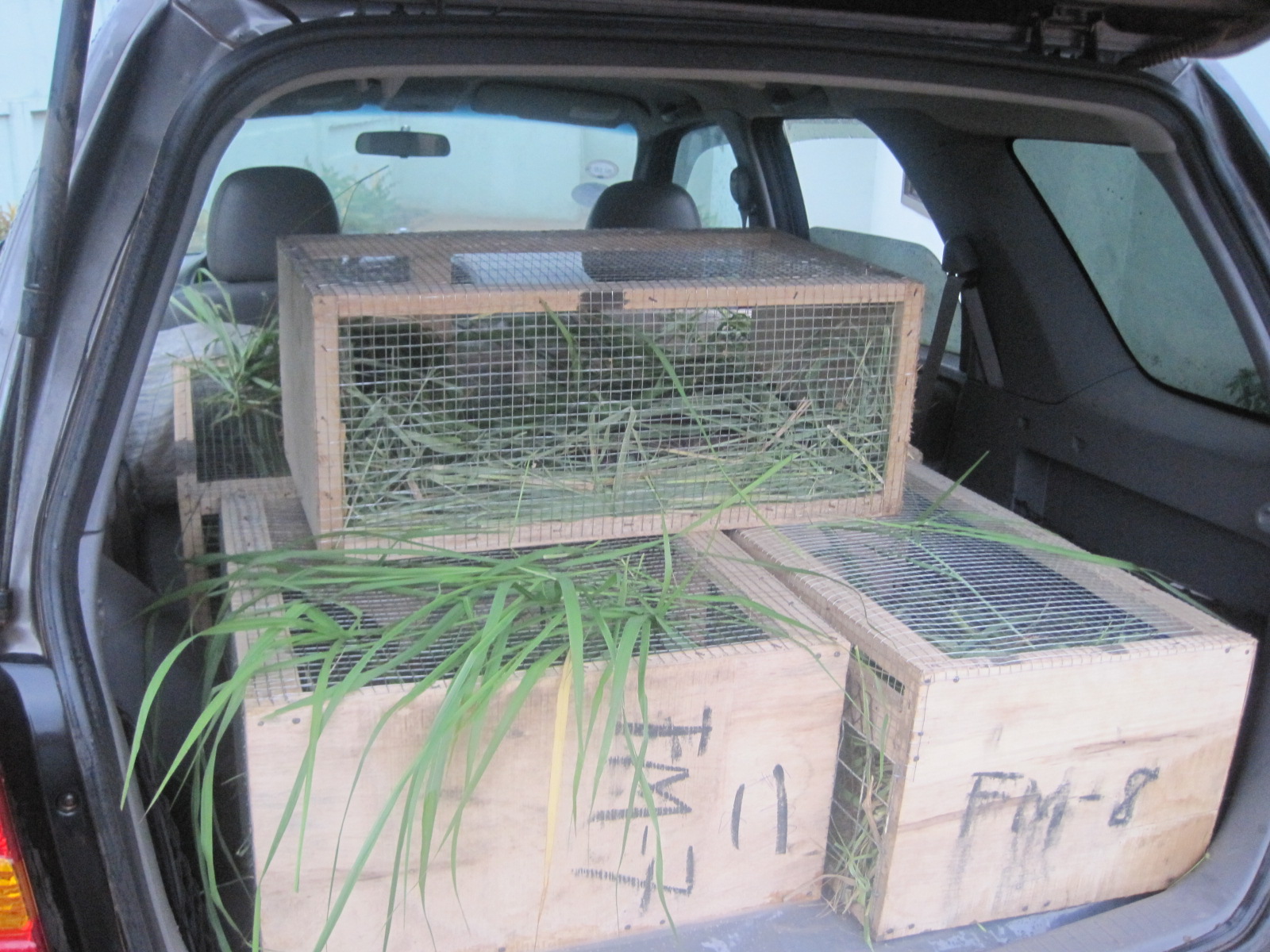 DEVELOPING TIMES: The Greater Cane Rat- AKA-Grasscutters-A delicacy In ...