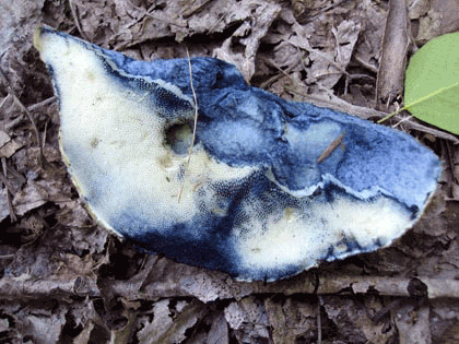 Vinalhaven Sightings: 10/18/2010 FUNGUS!