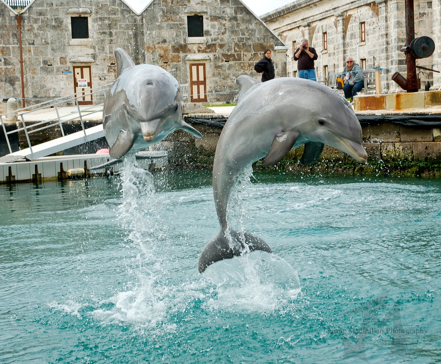 Jamie Macmillan Photography: Dolphin Quest - Part II