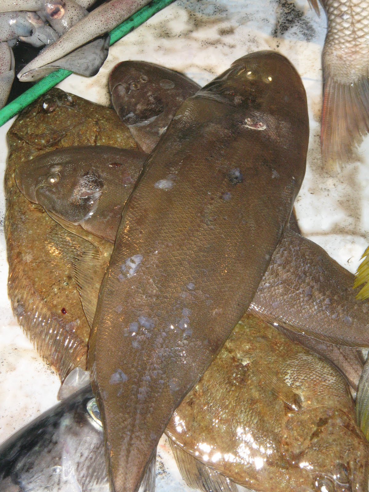 bucaio: Dapa at Palos