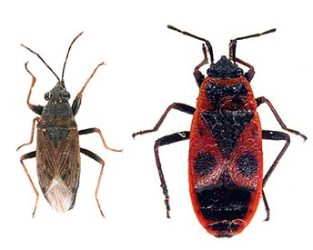 ciències naturals: ORDRE HEMÍPTERA HETERÒPTERA