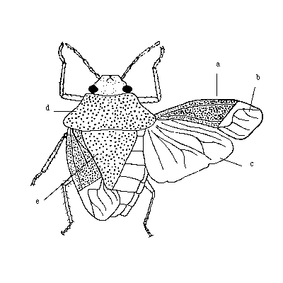 ciències naturals: ORDRE HEMÍPTERA HETERÒPTERA