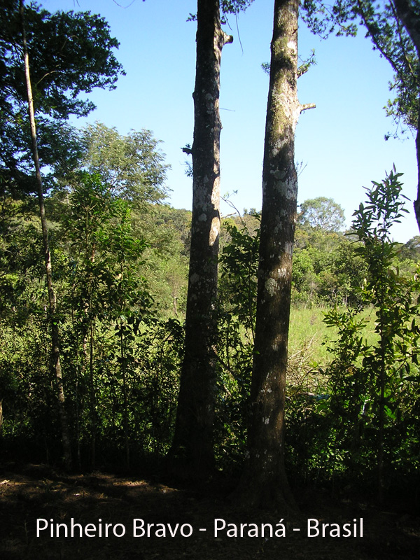 Orquídeas, aves, ovinos, plantas, animais, vida do interior....: Wild ...