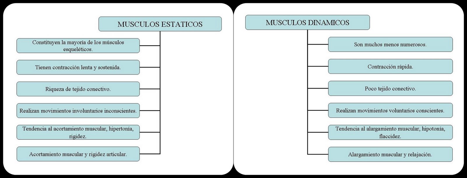 kinesiologia y fisiatria: CARACTERISTICAS DE LOS MUSCULOS ESTATICOS Y ...