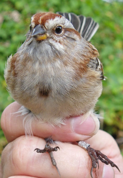 BSBO Bird Bander's Blog: Spectacular Sparrows for the First Half of October