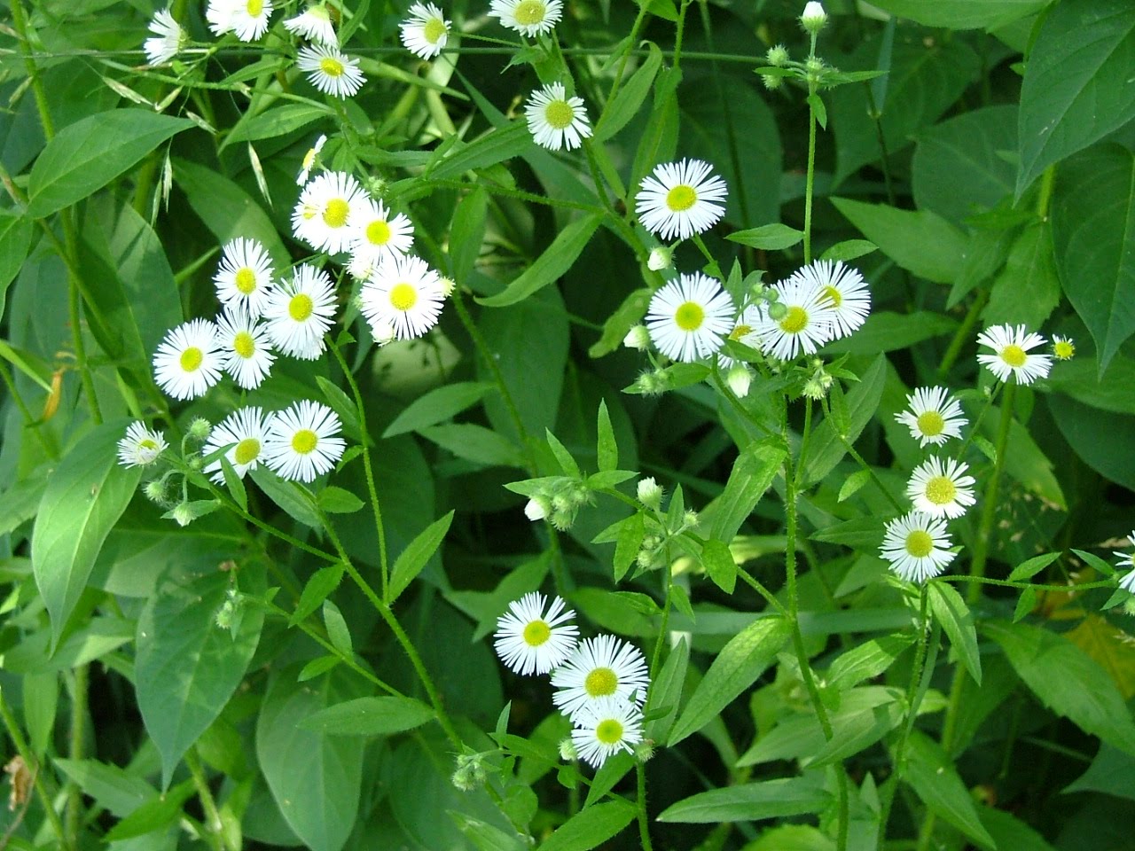 Wildlife, Wildflowers and a Window: June 2010