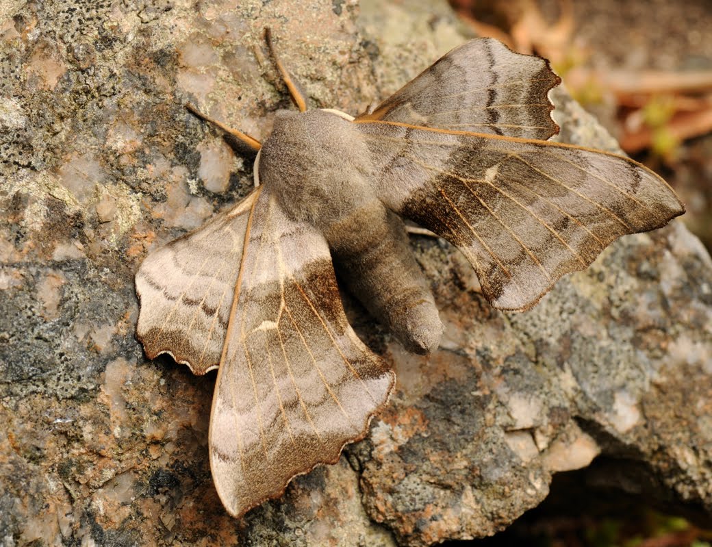 Sam And Lisa's Wildlife Photos: Large Moths