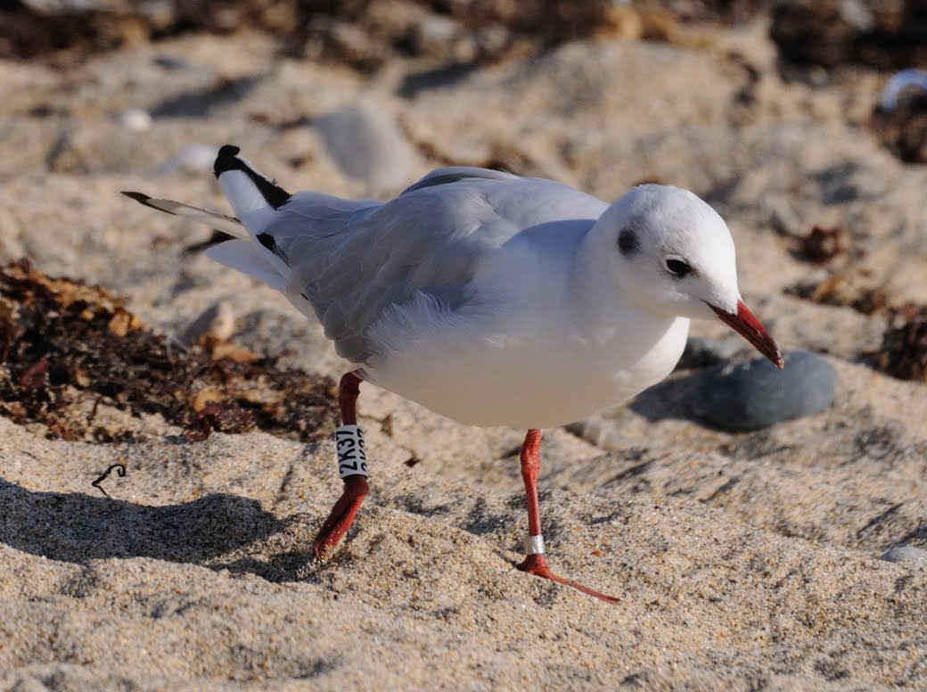 Sam And Lisa's Wildlife Photos: Coloured Ringed Black Headed Gull
