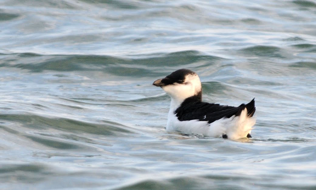 Sam And Lisa's Wildlife Photos: Juvenile Razorbill