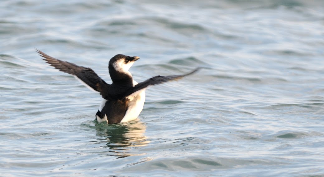 Sam And Lisa's Wildlife Photos: Juvenile Razorbill