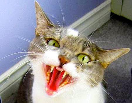 Animal Endocrine Clinic: Has Your Cat Become Irritable or Aggressive ...