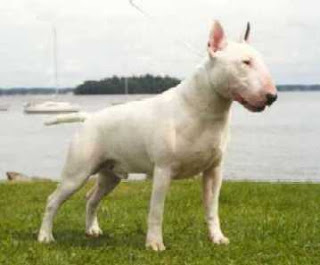 Razas De Perros: Bull Terrier