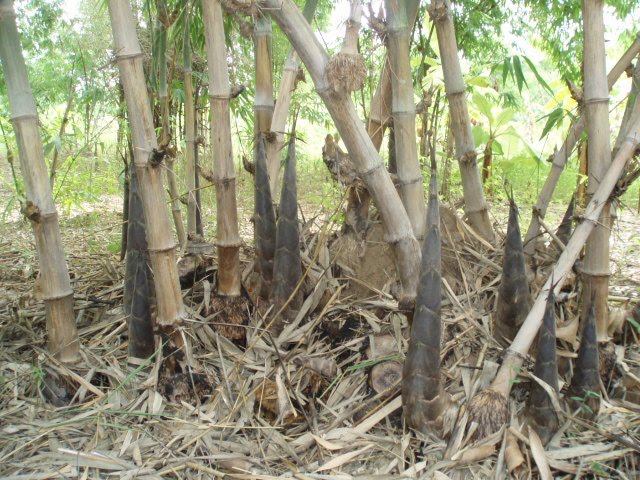 Kingdom 9 Golden Bamboo: WE ARE THAI BAMBOO PLANTATOR , PLEASE PLANT ...