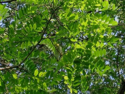 Păsări din Moldova: Grangurii de pe malul Nistrului