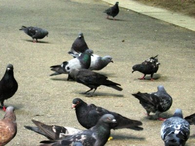 Păsări din Moldova: 306 porumbei şi o stăncuţă