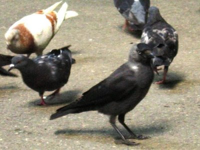 Păsări din Moldova: 306 porumbei şi o stăncuţă