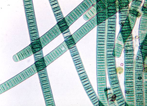 Oscillatoriales Cyanobacteria