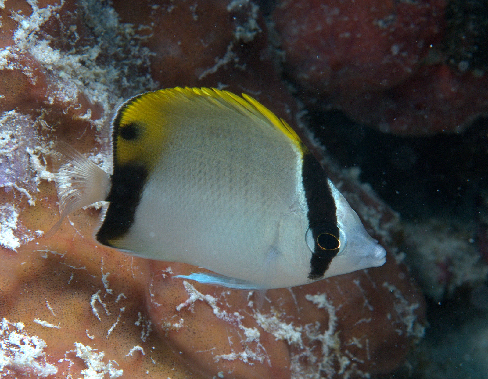 under pressure world: Juvenile Reef Butterflyfish- Key Biscayne, FL