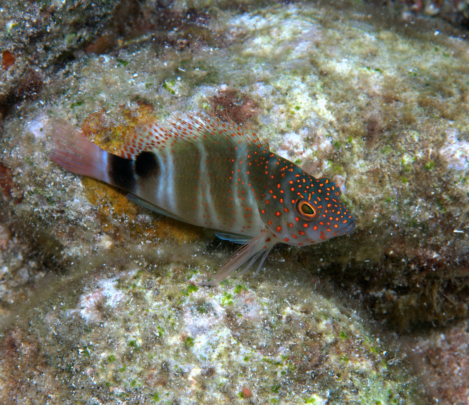 under pressure world: Redspotted Hawkfish- Dominica