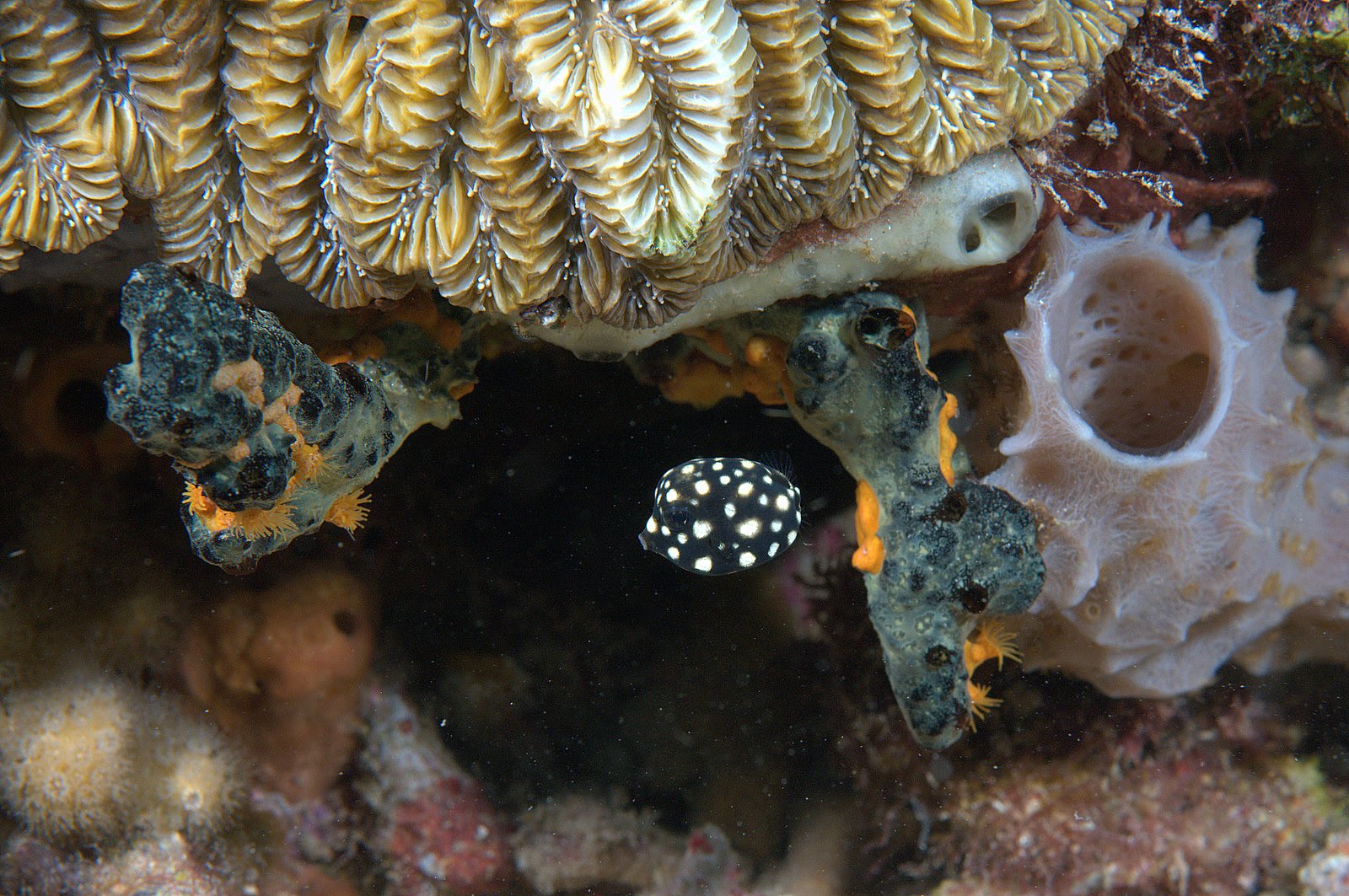 under pressure world: Juvenile Smooth Trunkfish- Dominica