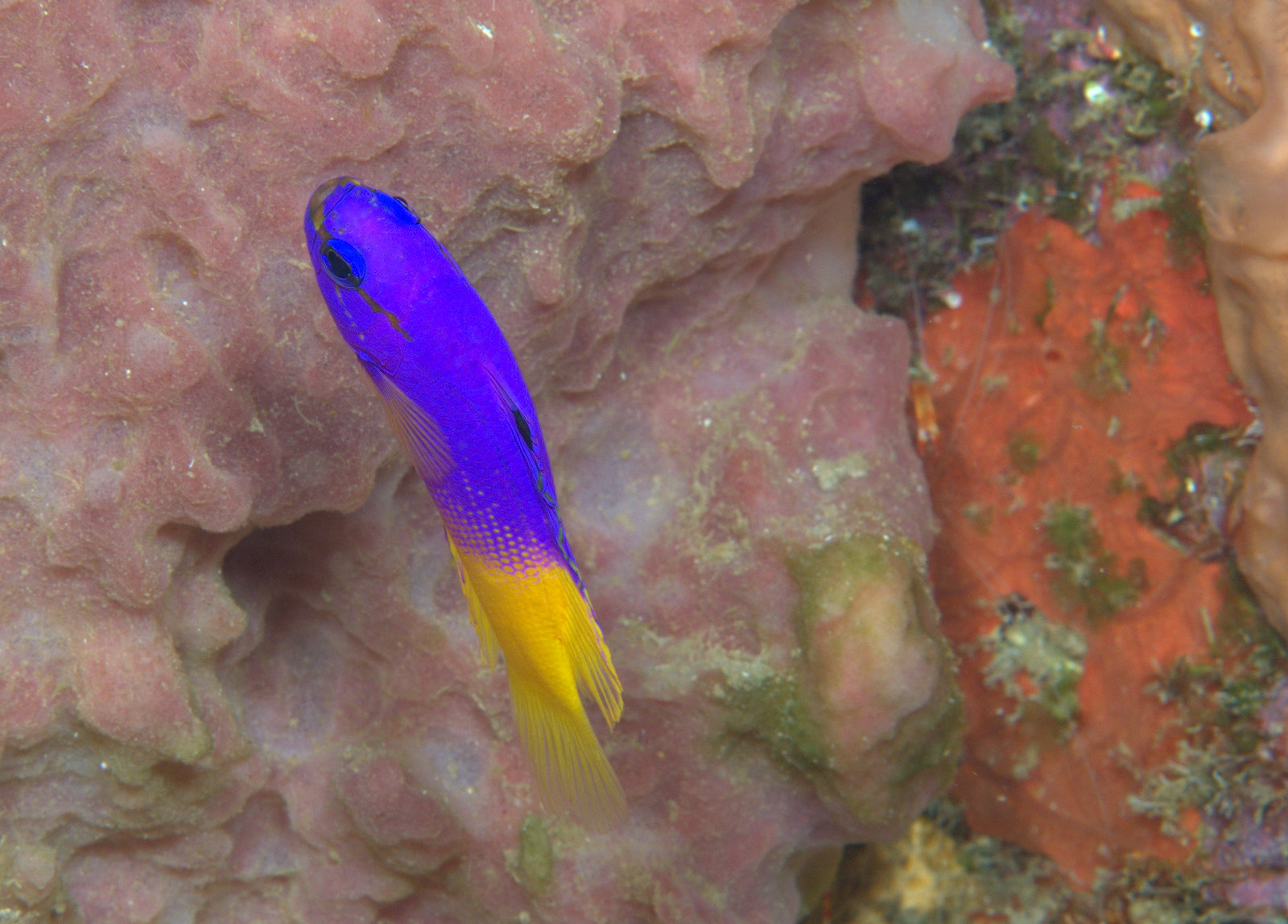 under pressure world: Fairy Basslet- Dominica