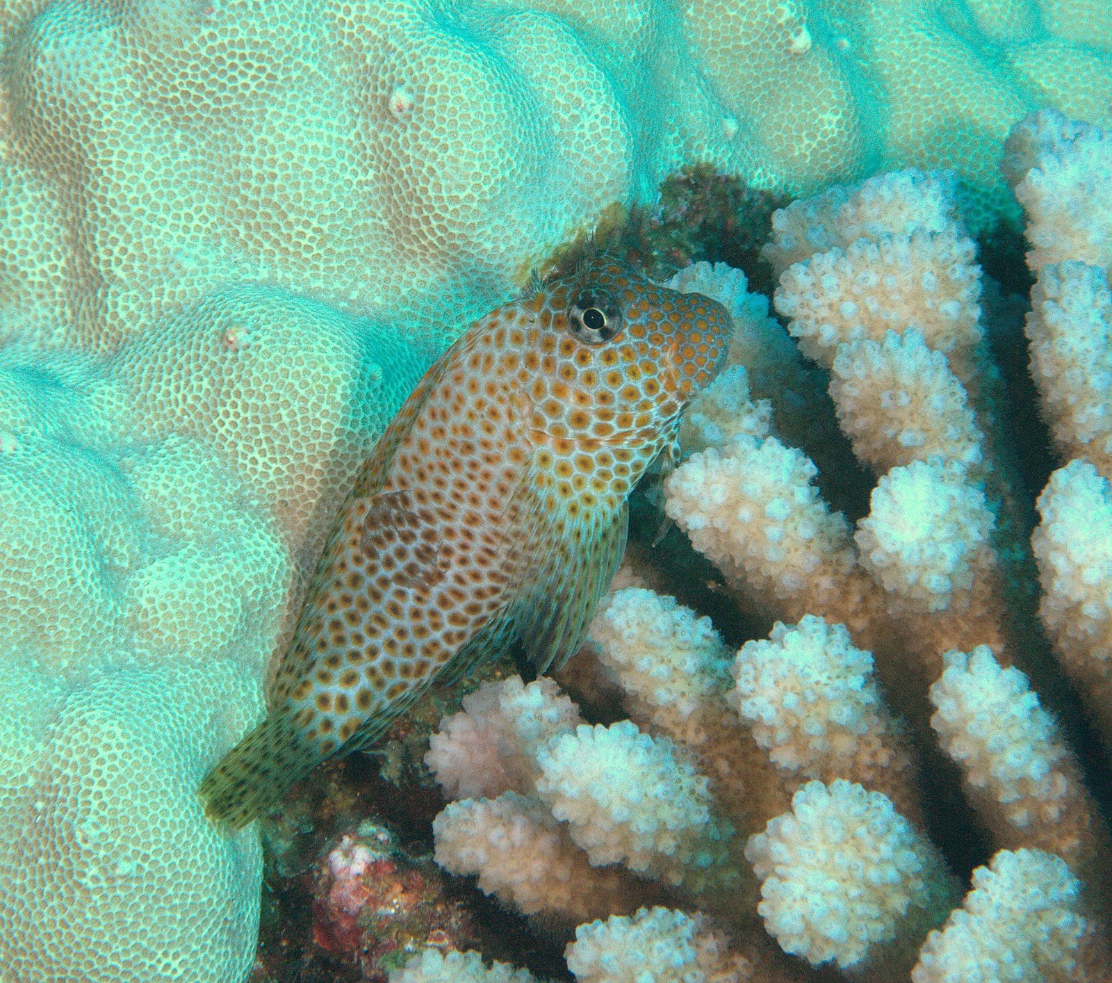 under pressure world: Spotted Coral Blenny- Kona, HI