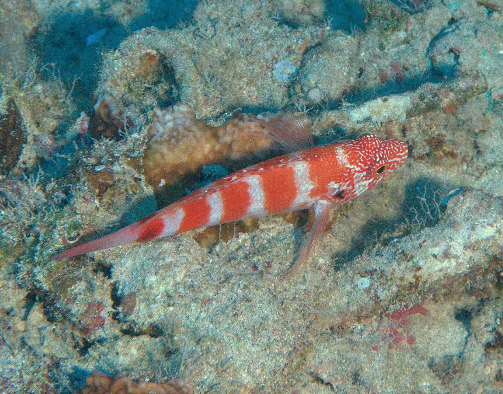 under pressure world: Redbarred Hawkfish- Kona, HI