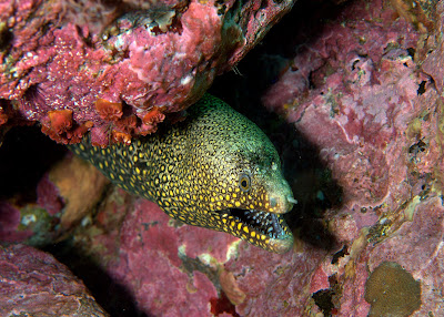 under pressure world: Jewel Moray Eel- Sea of Cortez