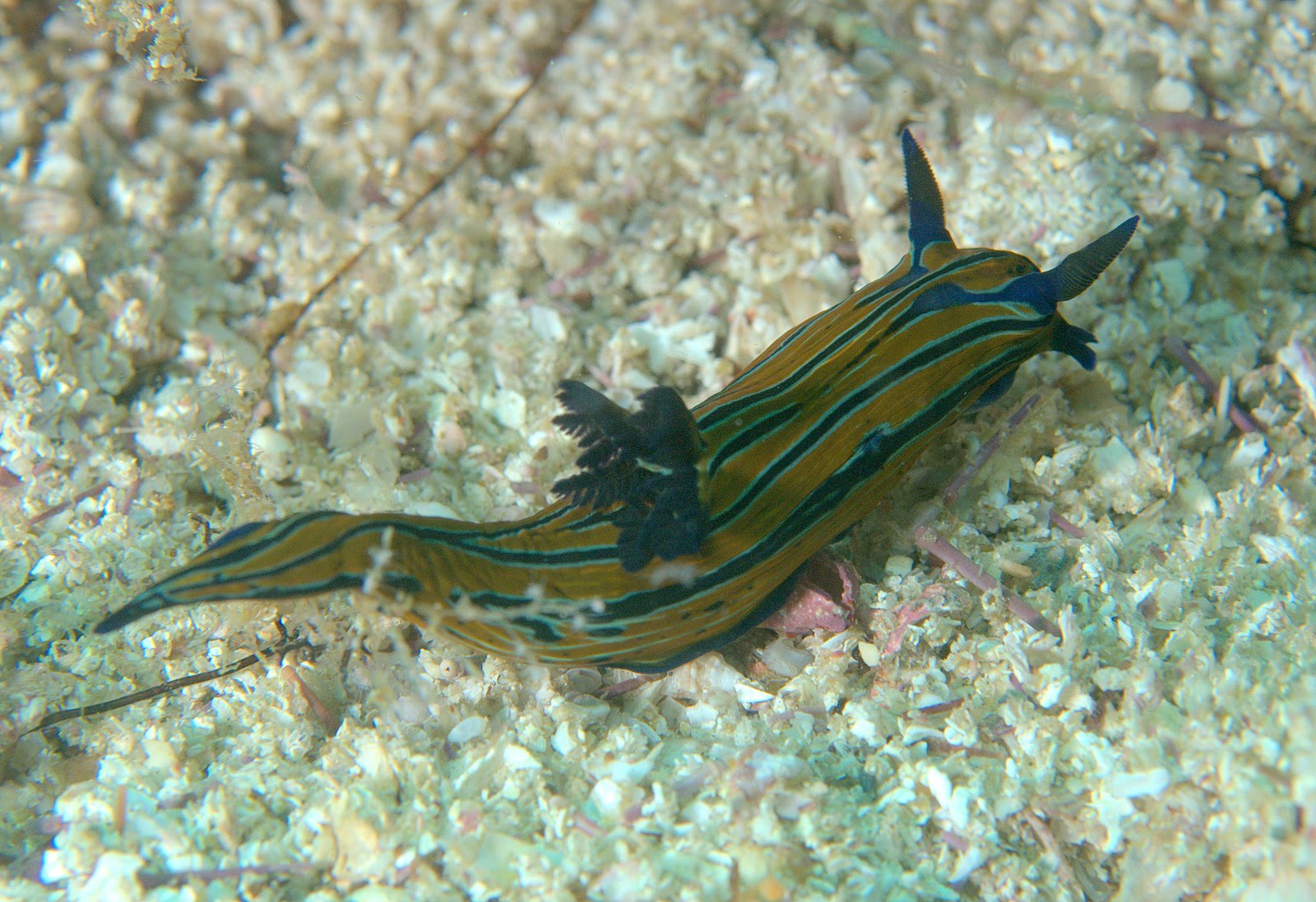 under pressure world: Blue-striped Sea Slug- Sea of Cortez