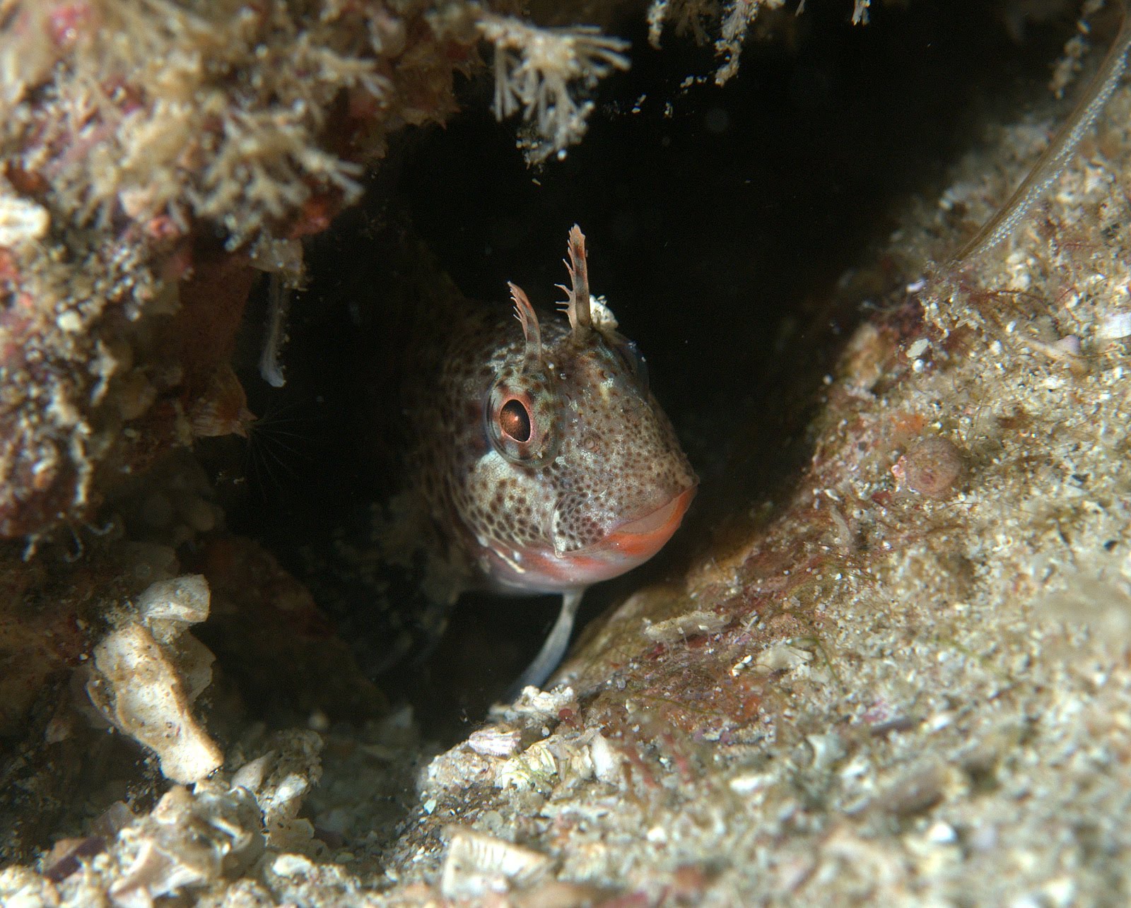 under pressure world: Bay Blennies- Sea of Cortez