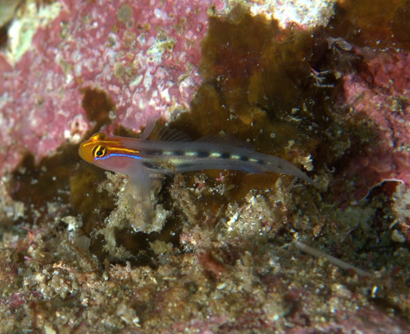 under pressure world: Redhead Goby (yellow-stripe variation)- Sea of Cortez