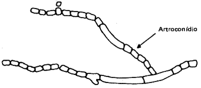 Biomedicina - A Profissão do Futuro: OS FUNGOS