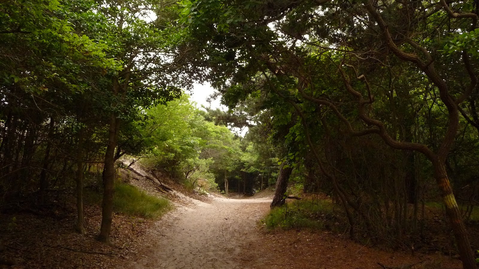 How to Get to Fire Island