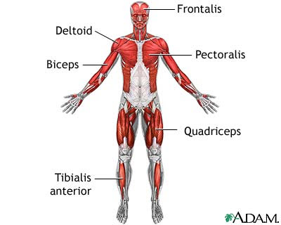 Human Body Systems: Muscular System