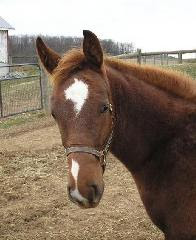Behind the Bit: Interpreting equine bloodwork (the ABCs of CBC)