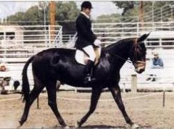 Behind the Bit: Mules: the Next Big Thing in dressage?