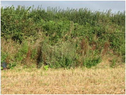 MY HUNTING TRIPS: PIGEON SHOOTING