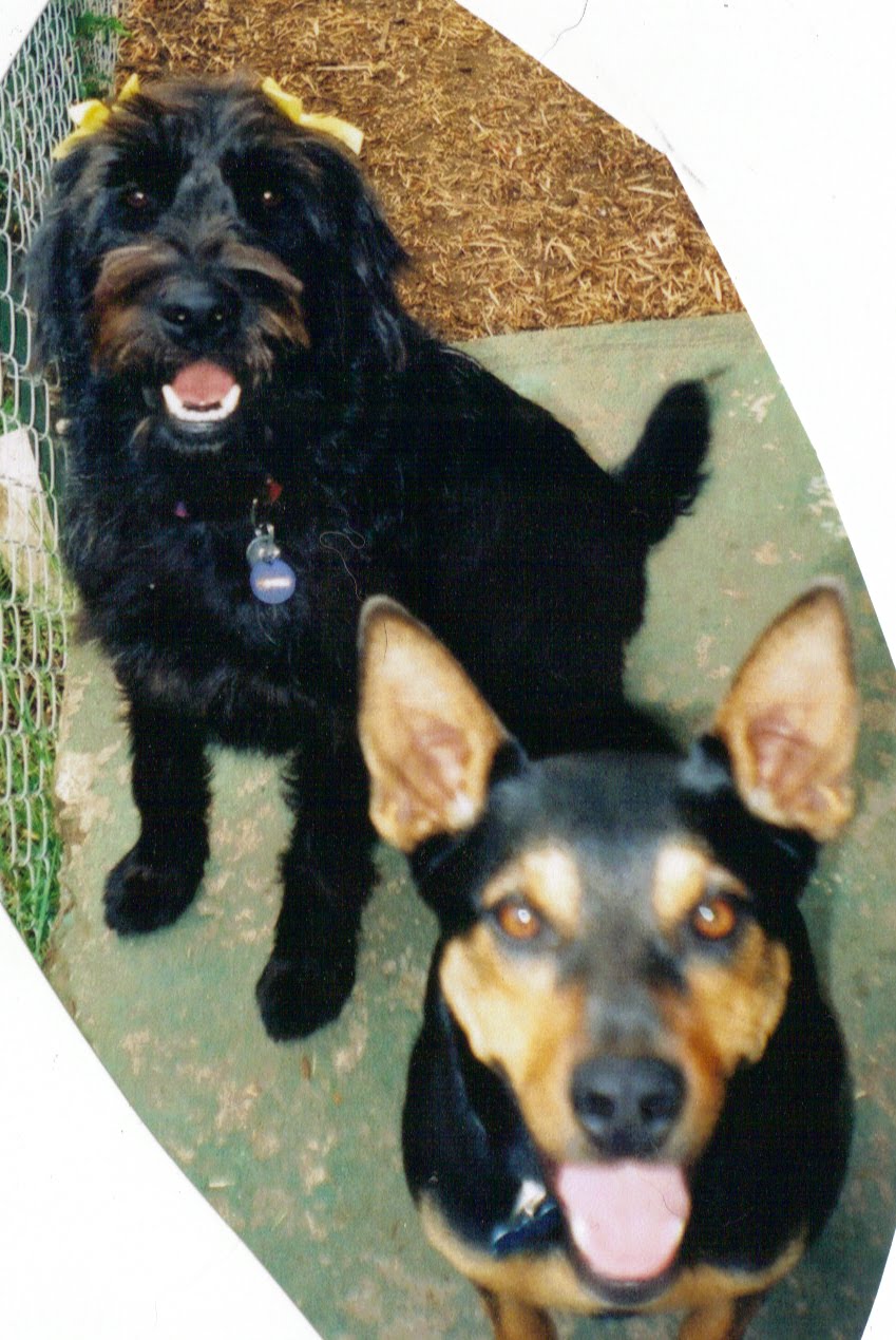 It's A Wild Life & Unfortunately It's Ours: Love Is a Dog Named Daisy ...