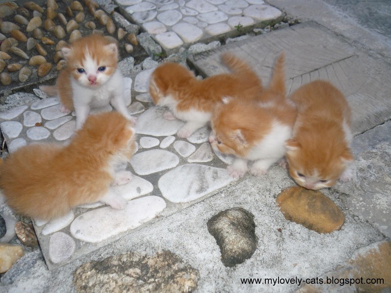 10 Cara Terbaik Membesarkan Anak Kucing Anda | Zul & Azizi Boarding Pets