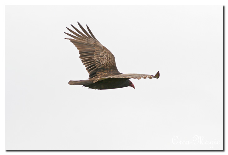 Prince of Whales blog: Ocean Magic Wildlife Adventure May 1