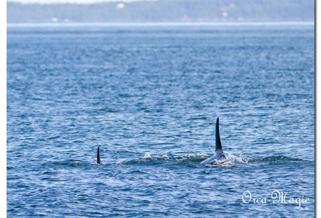 Prince of Whales blog: Ocean Magic Wildlife Adventure June 26 4:30pm