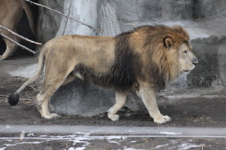 Michigan Exposures: Detroit Zoo in Winter - Part Three