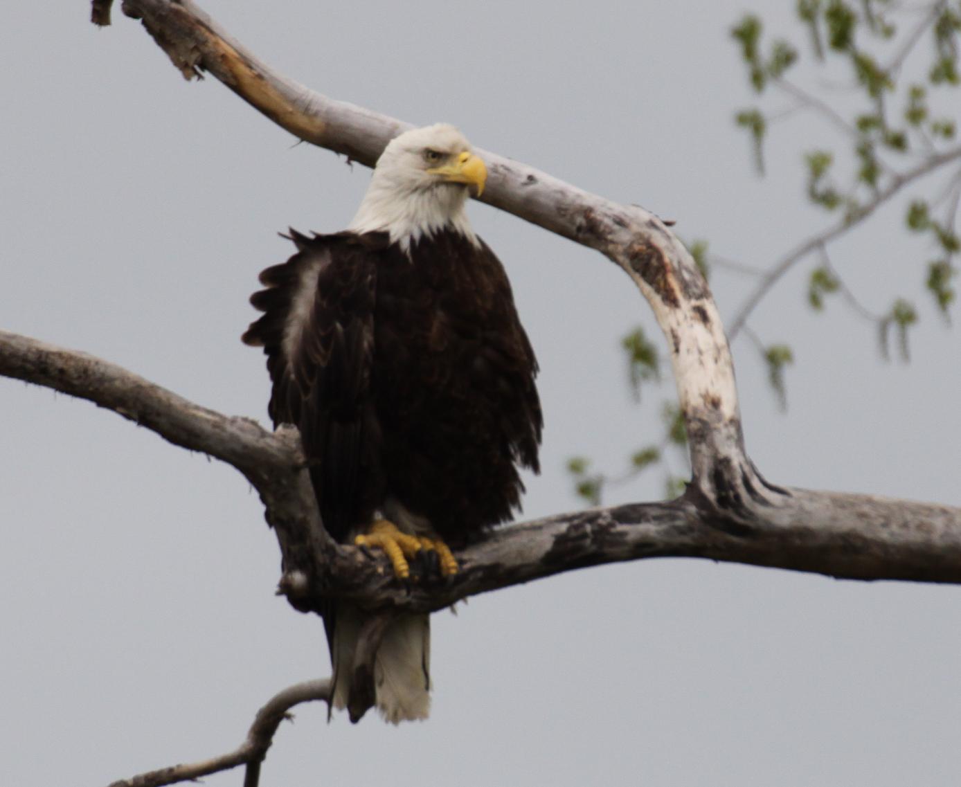 Michigan Exposures: Bay City's Bald Eagle